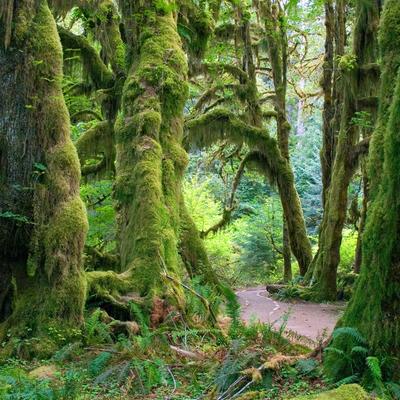 Mosses Hoh Rain Forest Olympic National Park - KDE Store
