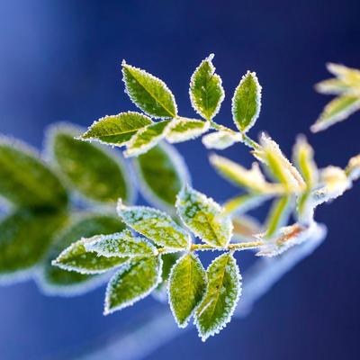 Plant Rime Green Leaves Winter Close up 5K - KDE Store