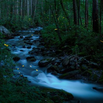 Fireflies Great Smoky Mountains National - KDE Store