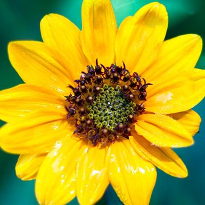 Autumn Sunflower Flower Nature Plant 5K Macro Autumn_Sunflow - KDE Store