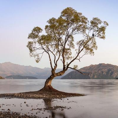Lake Tree Morning Wanaka New Zealand 5K - KDE Store