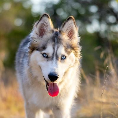 Husky Dog Protruding Tongue Outdoor Grass 5K - KDE Store
