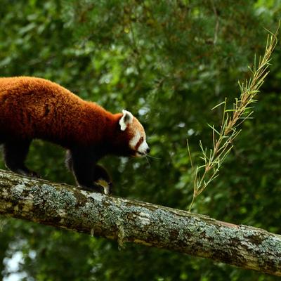 Cute Red Panda Branch Kolmarden Zoo Sweden 5K - KDE Store
