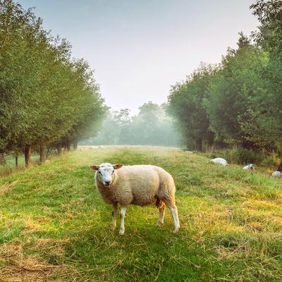 Netherlands Farm Sheep Meadow Pasture 5K - KDE Store