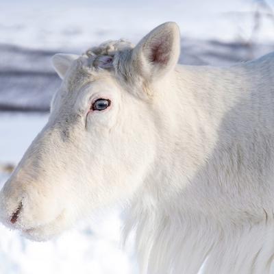 White Reindeer Arctic Land Adventure Reindeer .. - KDE Store