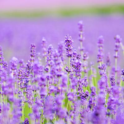 Romantic Purple Lavender Garden Plant 5K Romantic_Purple_Lav - KDE Store