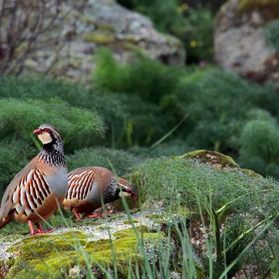 Red Partridge Andujar Natural Park Spain 2022 .. Red_Partri - KDE Store