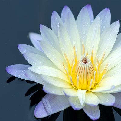 White Water Lotus Bloom Flowers 5K Closeup White_Water_Lotu - KDE Store