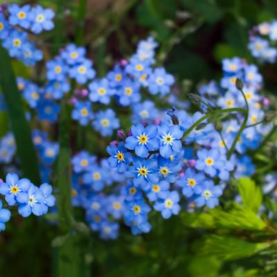 Forget me not flowers Plant 2021 - KDE Store