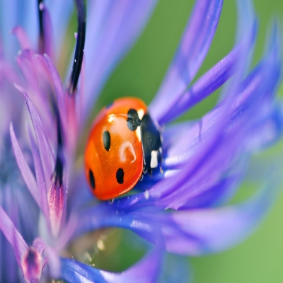 Ladybug on a flower-Animal Photos HD Wallpaper - KDE Store