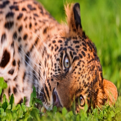 leopard face-Natural animal Wallpaper - KDE Store