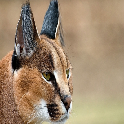caracal look face predator ears-Natural animal.. - KDE Store