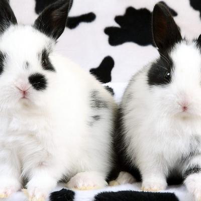 Spotted Rabbits-Animal Desktop Wallpaper selec.. - KDE Store