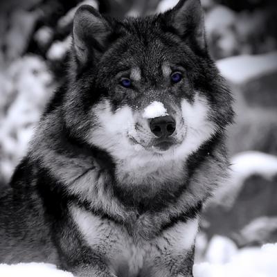 Mysterious Wolf-Animal Desktop Wallpaper selec.. - KDE Store