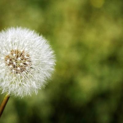 White dandelion-2012 Natural plant Featured w - KDE Store