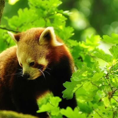 red panda on tree-Animal photo wallpaper - KDE Store