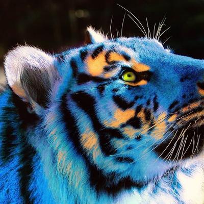 Beautiful Mix-Natural animal photography Wallp.. - addons.videolan.org