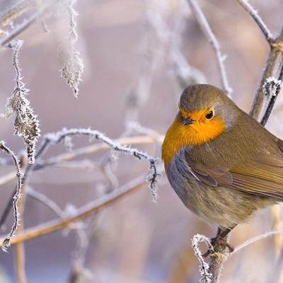 robin bird winter-birds Desktop Wallpapers - KDE Store