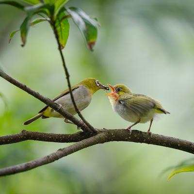 Bird Couple Wallpaper - KDE Store