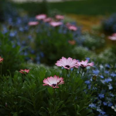 Flower Nature Botany - KDE Store