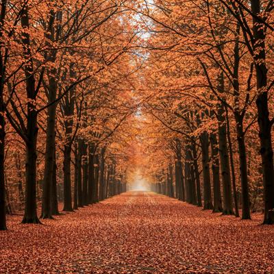 Autumn Path - KDE Store