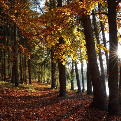 Autumn Fores Lake - KDE Store