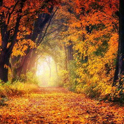 Avenue path wallpaper - KDE Store