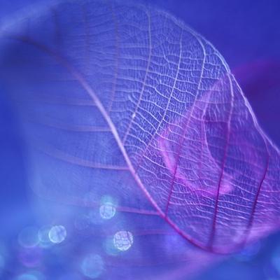 Transparent leaf vein abstract wallpaper 09 - KDE Store