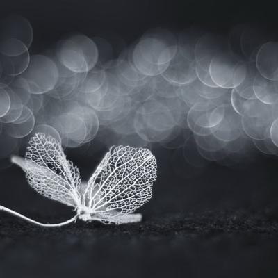 Transparent leaf vein abstract wallpaper 06 - KDE Store