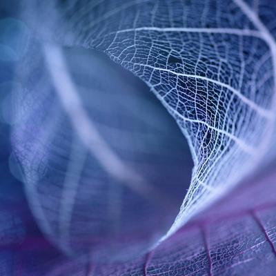 Transparent leaf vein abstract wallpaper 04 - KDE Store