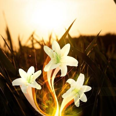 flowers white orange field light-Abstract desi.. - KDE Store