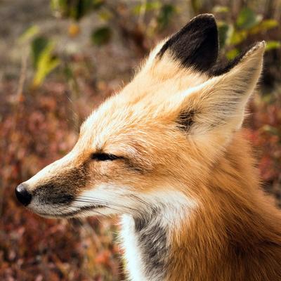 Arctic Fox Animals Nature Norway 5K Macro - KDE Store