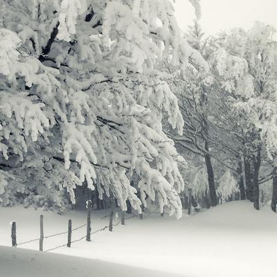 Winter snow storm trees frost snow drifts-2016.. - KDE Store