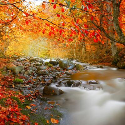 Stream in autumn deciduous forest-Nature High .. - KDE Store