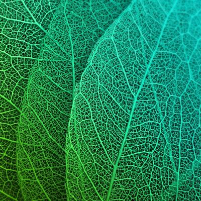 Abstract design green leaves closeup - KDE Store