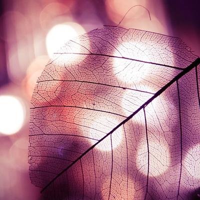 Transparent leaf vein abstract wallpaper 01 - KDE Store