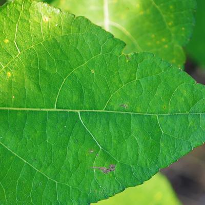 Summer nature green tree leaf sunshine - KDE Store