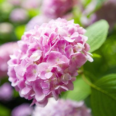 Pink hydrangea Flower 2020 Nature HD Photo - KDE Store