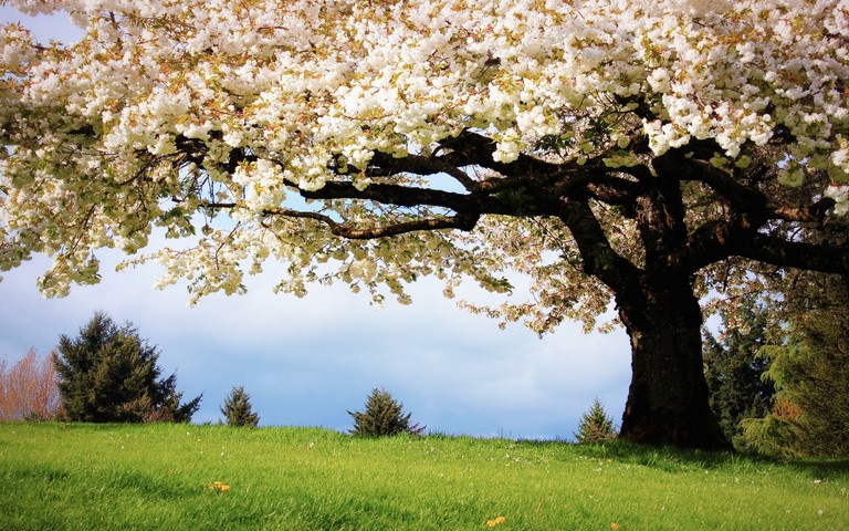 Landscape Photos With Trees
