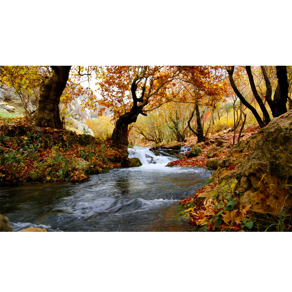 Fall Forest Stream