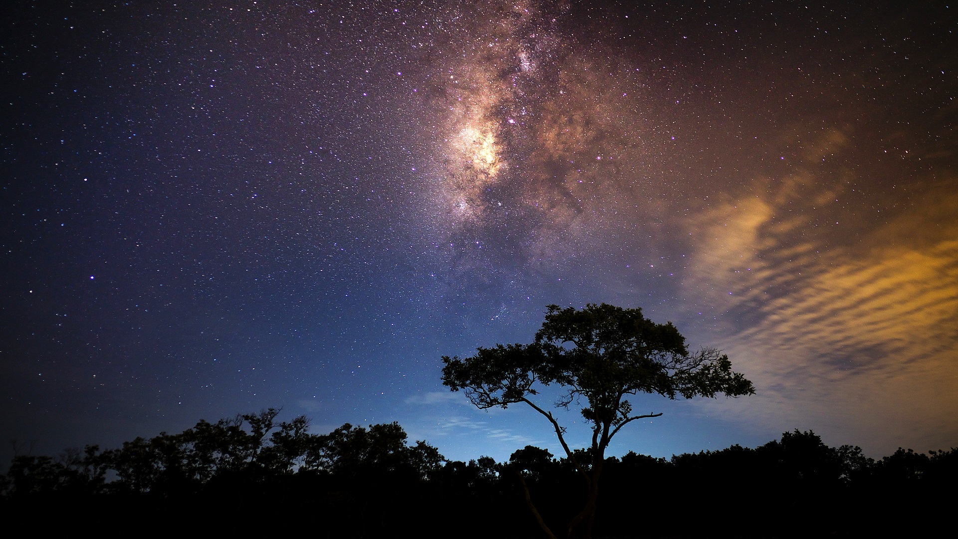 Night Tree Landscape