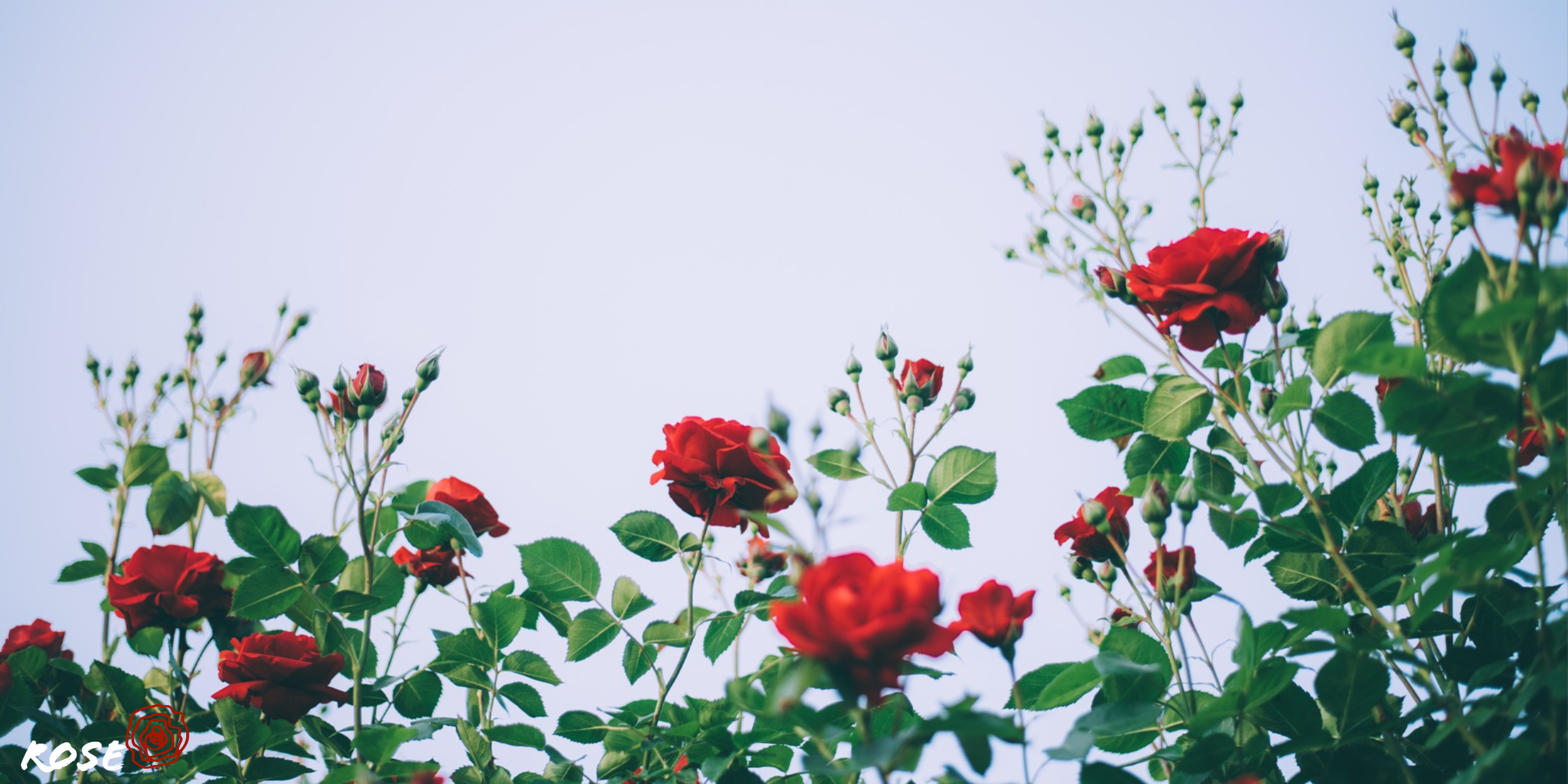 Tumblr Headers Flowers