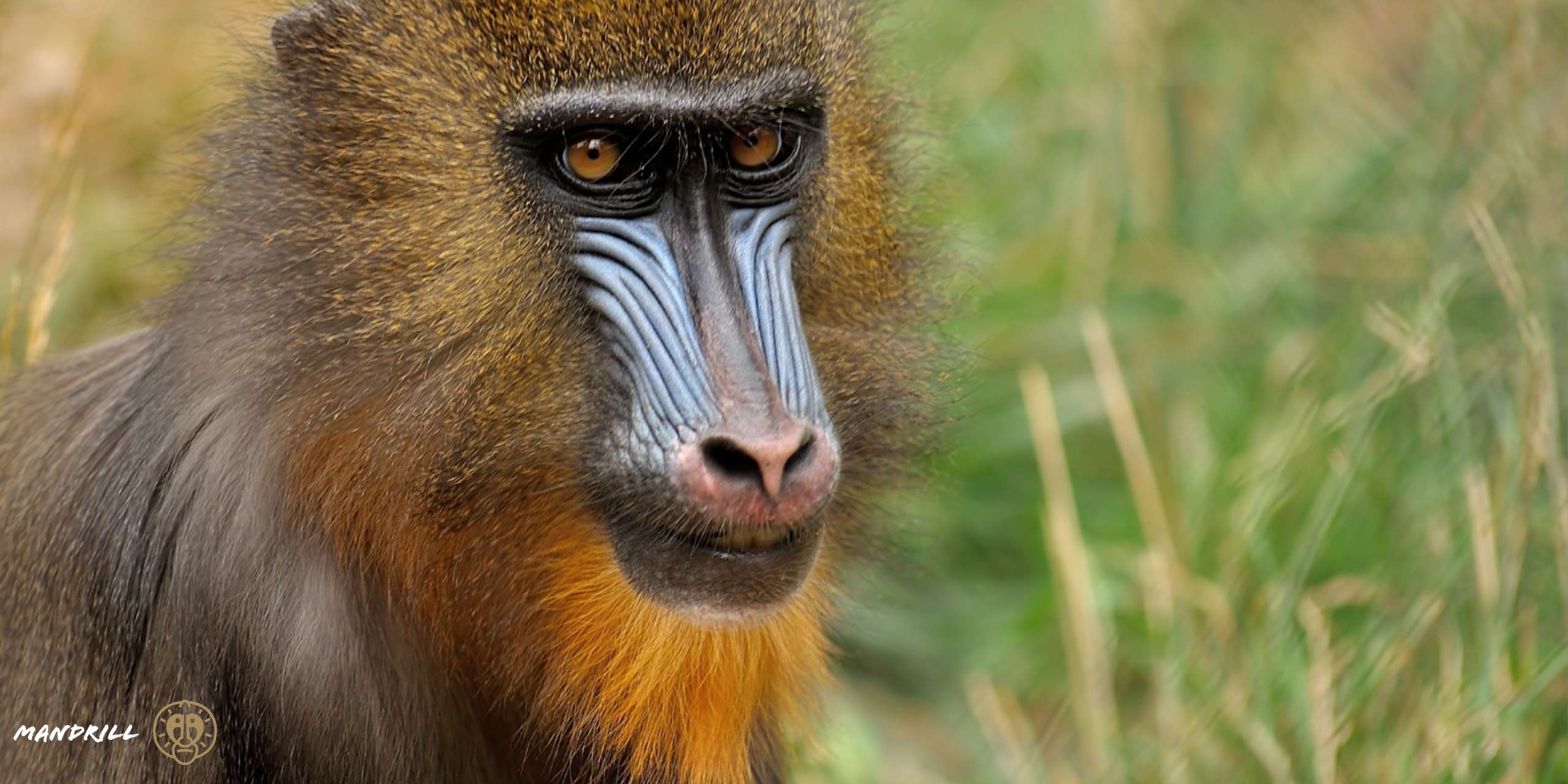 Mandrill Wallpaper