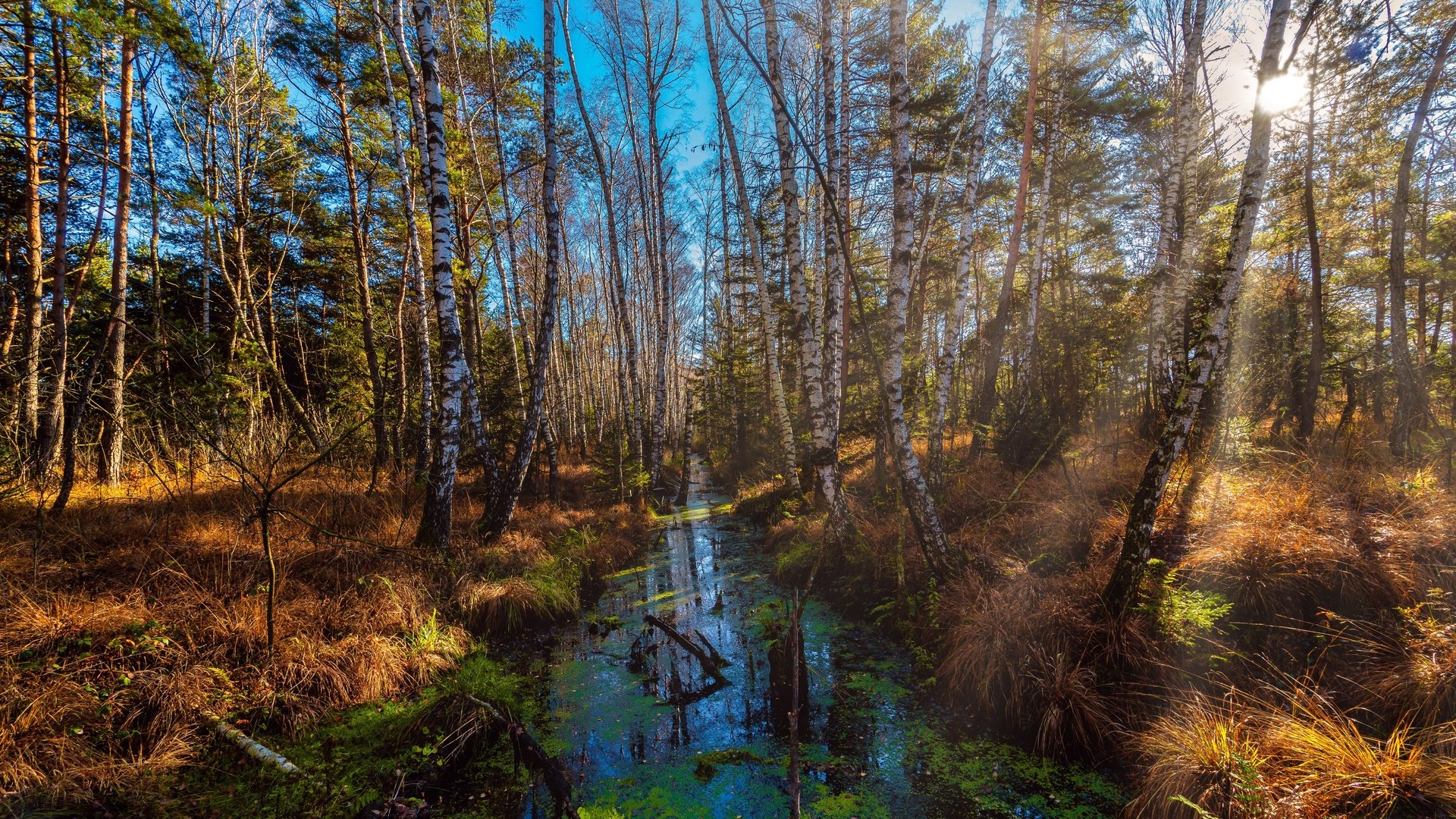 river forest - KDE Store