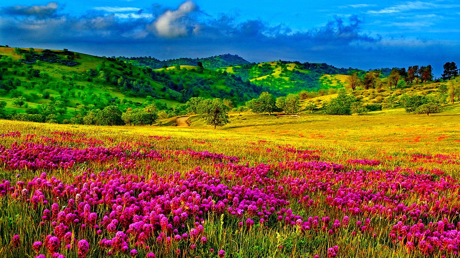 Flowers Hills Trees Green Grass Sky Clouds hd wall - KDE Store
