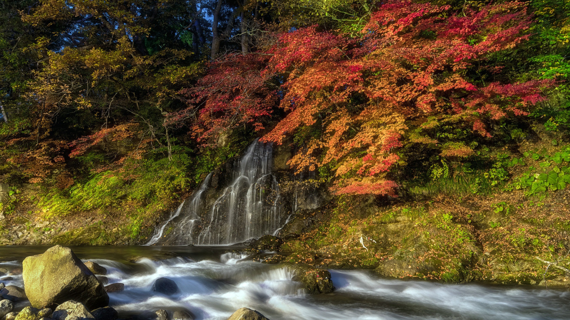 autumn forest river - KDE Store