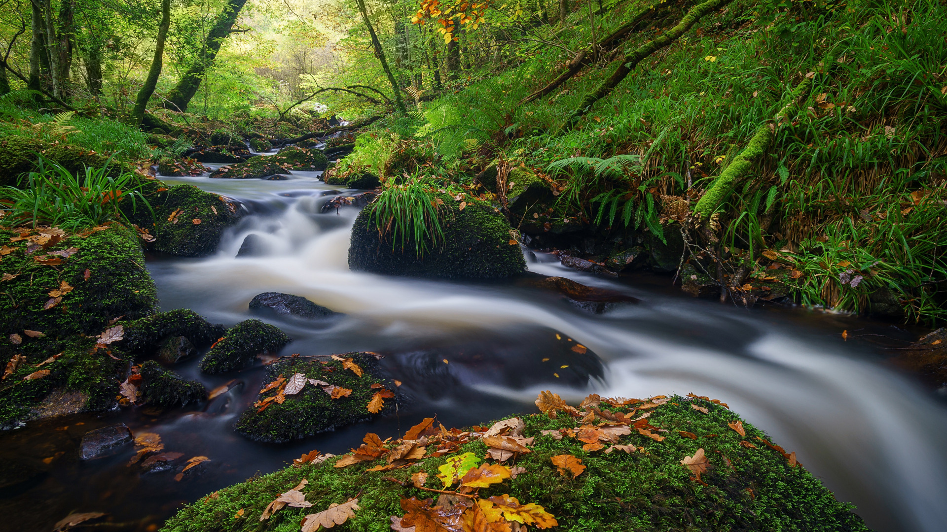 autumn forest leaves stream stones France river - KDE Store