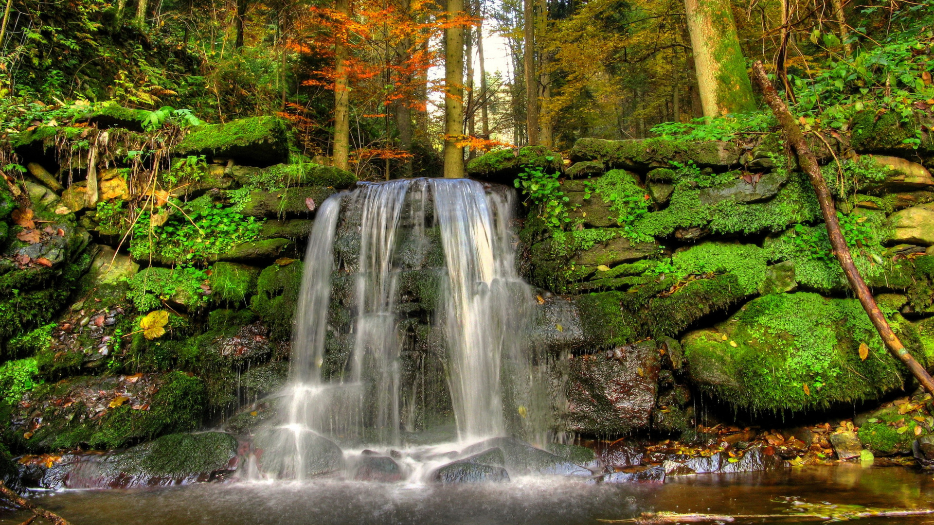 forest trees landscape nature stream stones water - KDE Store