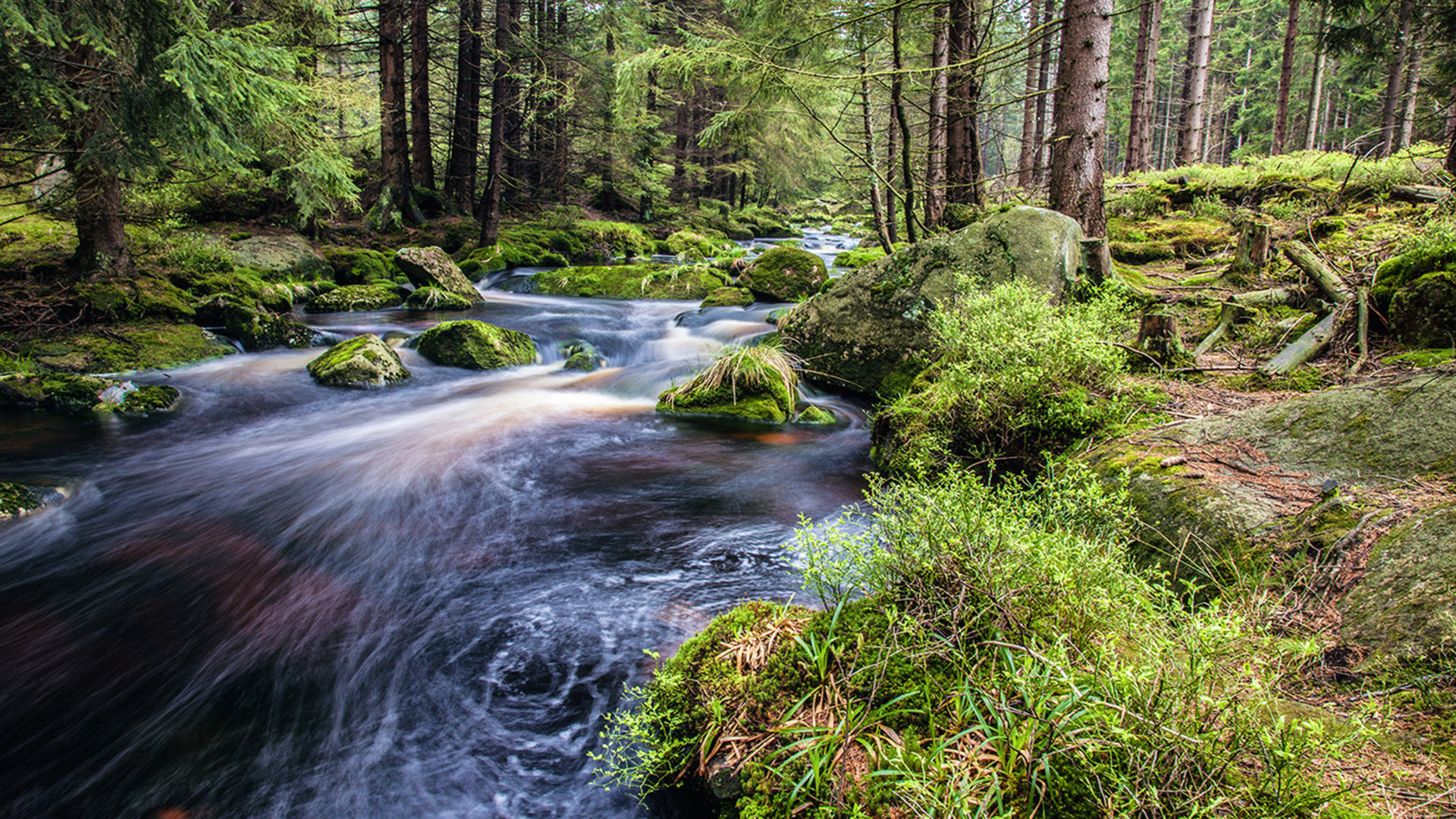 Mountain Stream Rocks Forest With Pine Trees Green Moss - KDE Store