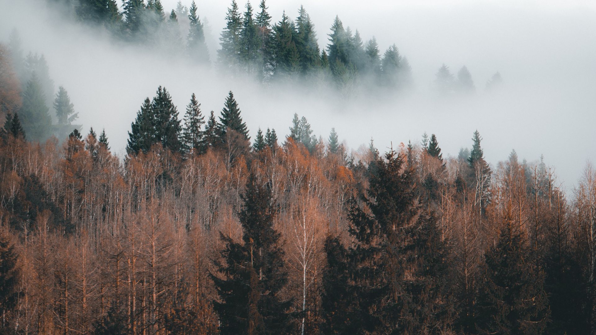 Foggy Forest Background Tumblr